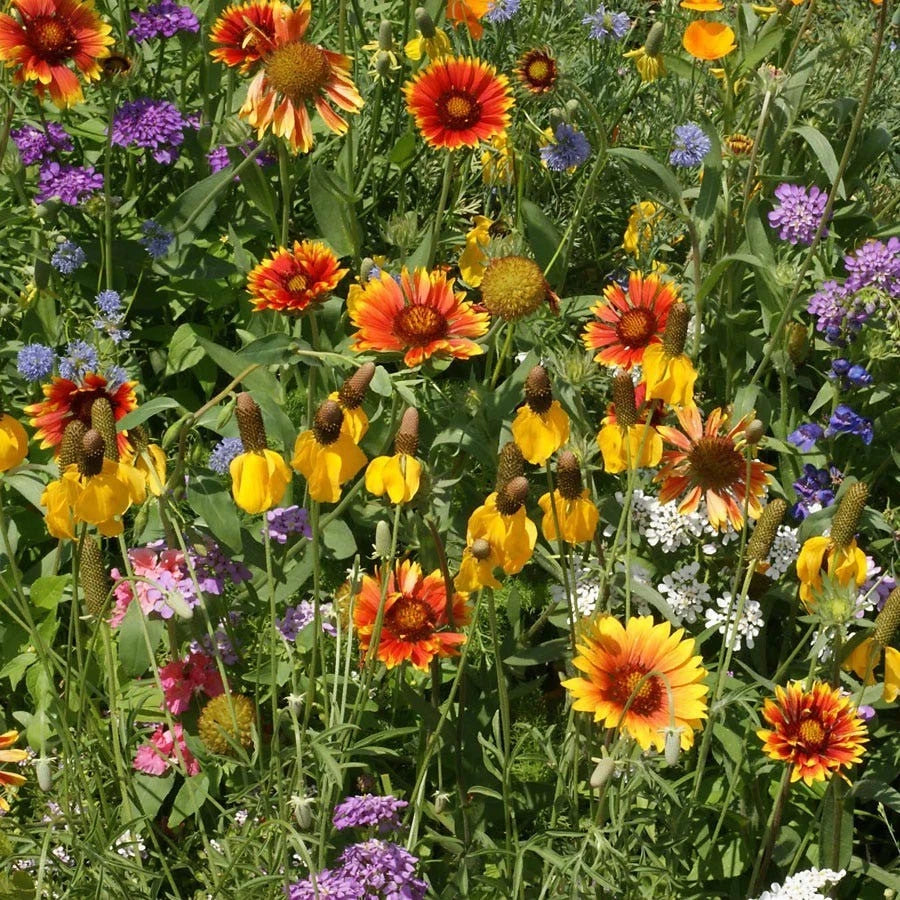 Wildflower Seed Mix - 19 Beautiful Species - Western Wildflower Blend ...