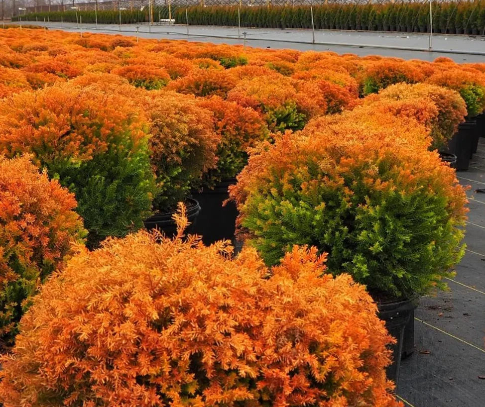 5 Gallon Arborvitae Tree 'Fire Chief' Live Evergreen with Yellow Orange ...