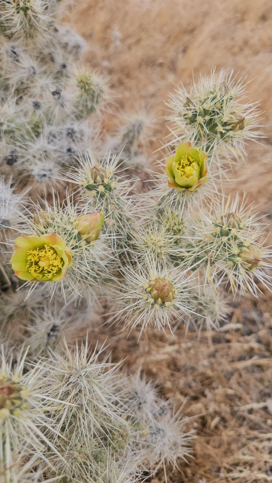 Silver Cholla Branches, 3 Pieces 6-10" Long, Cylindropuntia Echinocarpa ...