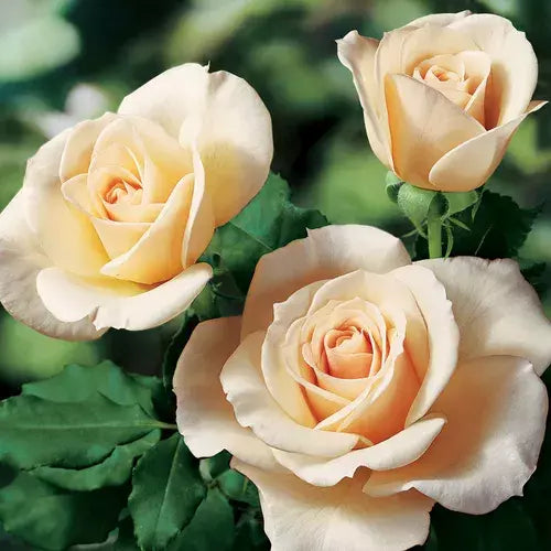 Rose Cuttings for Rooting, Canada Variety, 3 Cuttings, Rosa spp ...