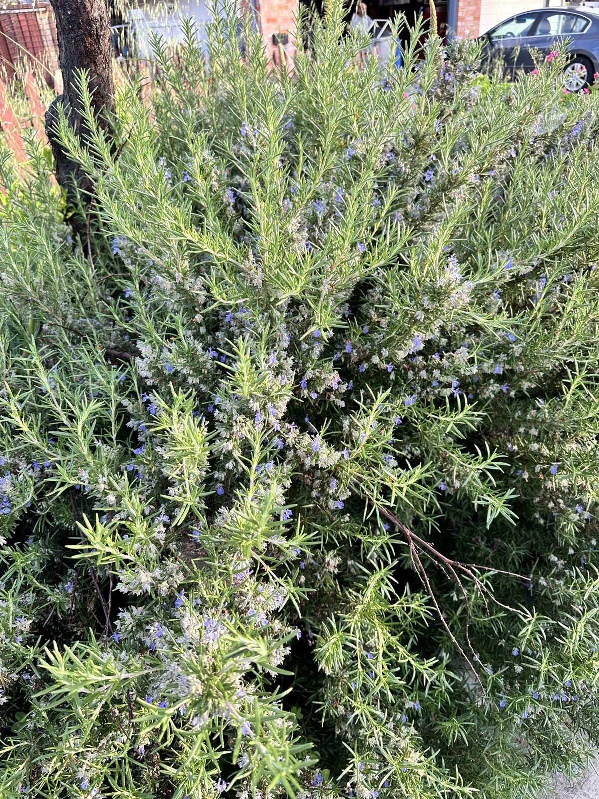 Organic Rosemary Herb Plant Cuttings - 12 Live 10-Inch USA Grown ...