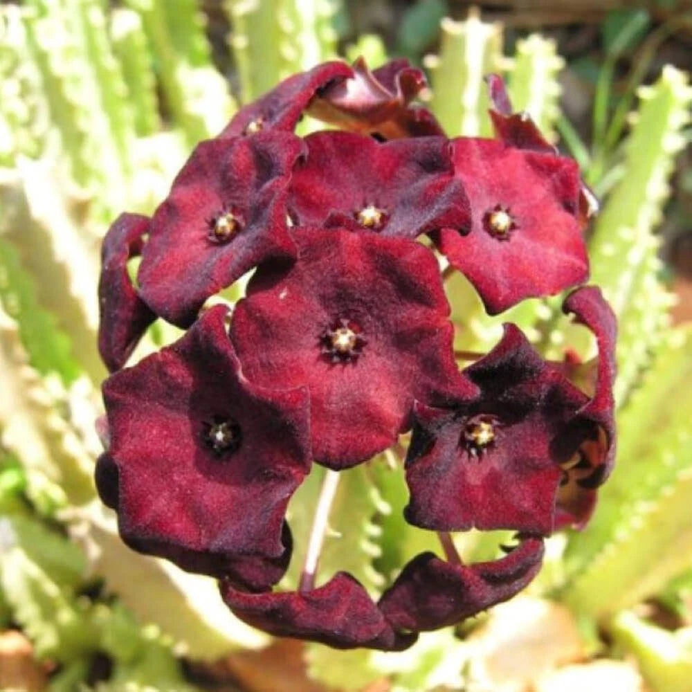 Caralluma Umbellata Potted Plant - Rare 3.5" Well-Rooted Succulent ...