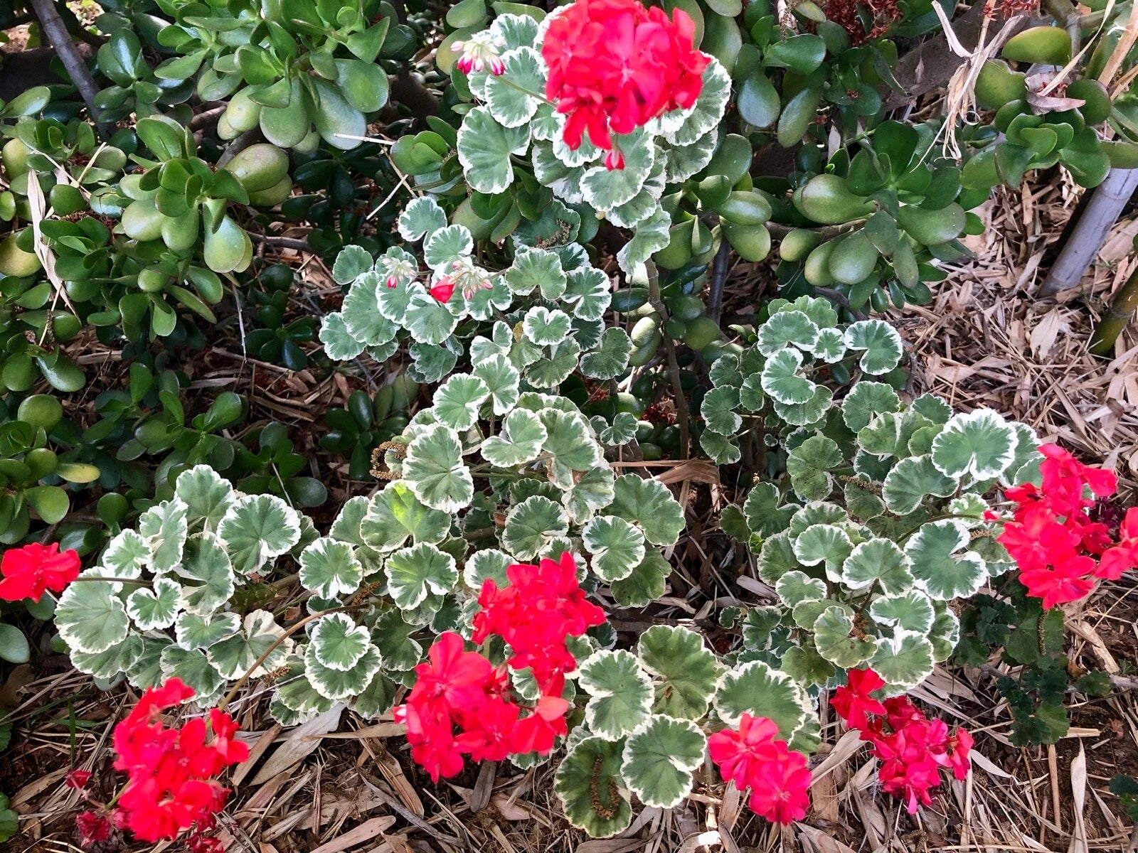 Variegated Pelargonium Zonal Geranium Live Plant 6" Starter Cutting ...
