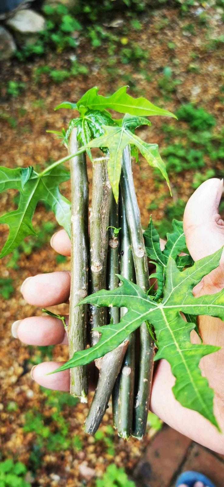 Tree Spinach Cuttings - Chaya Edible Mayan Spinach - Cnidoscolus ...