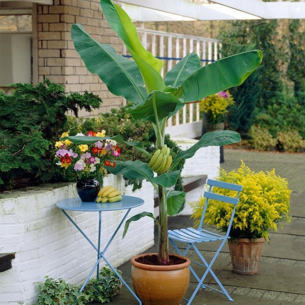 Organic Banana Plant Starter - Gran Nain Variety - Musa - Live Plant ...