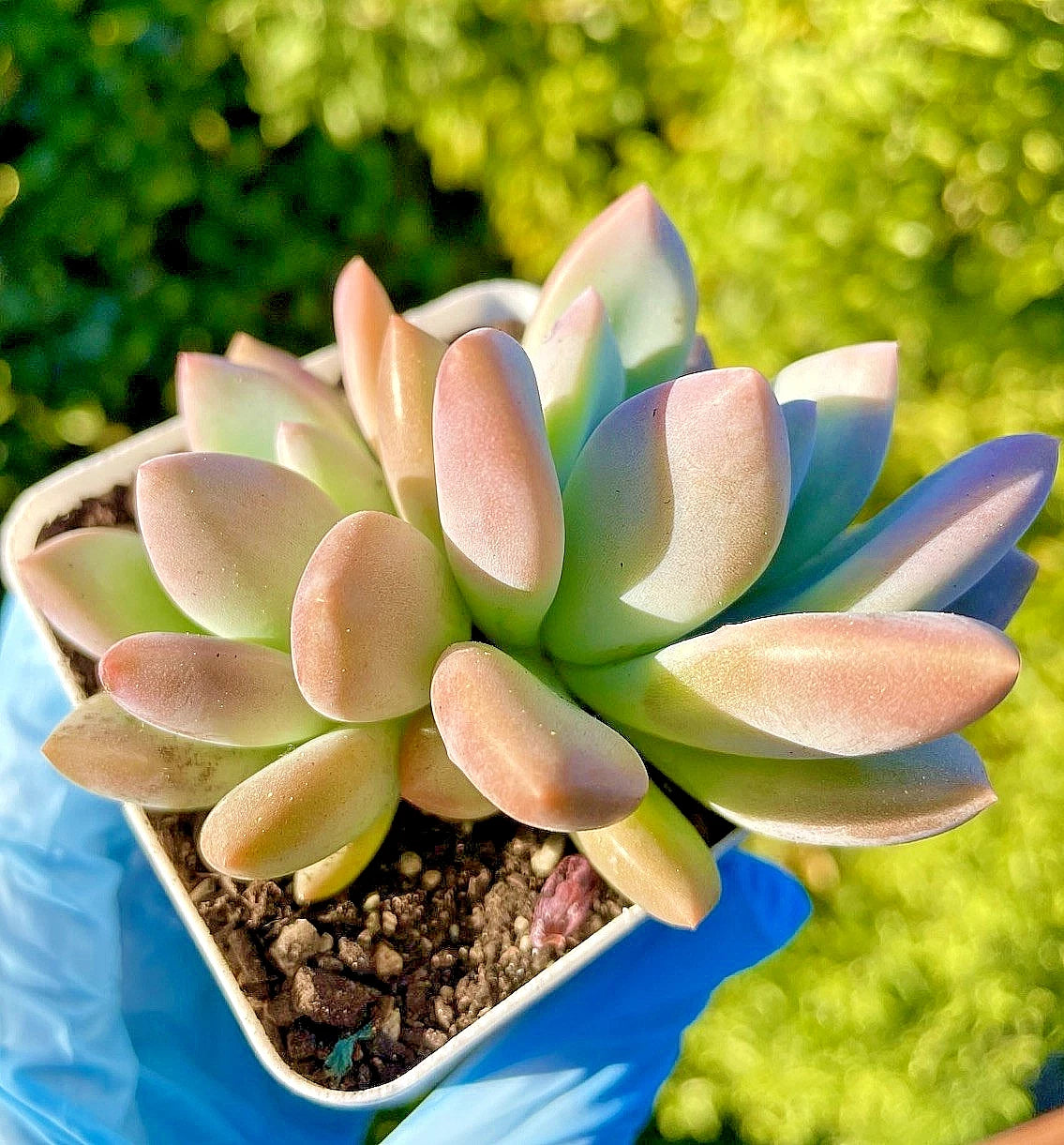 Rare Graptoveria Opalina Succulent 2.5-Inch Live Plant - Graptoveria ...