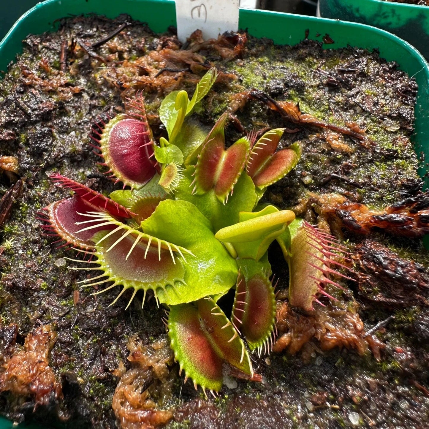 Venus Flytrap Plant - 'Miss Pimbeche' - Rooted Division - Dionaea ...