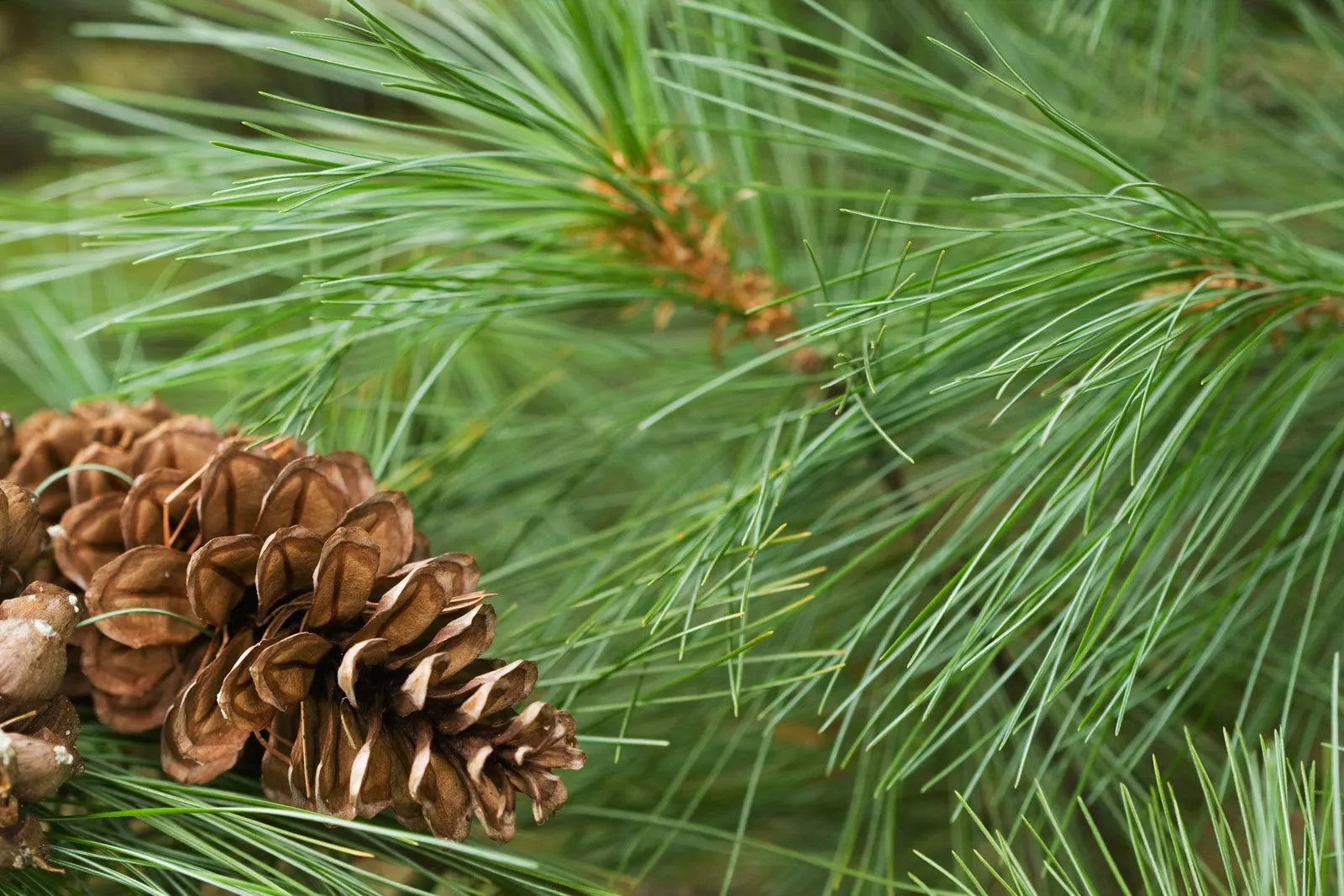 White Pine Tree Live Plant 12+ Inches Bare Root Pinus Strobus – Jayme ...