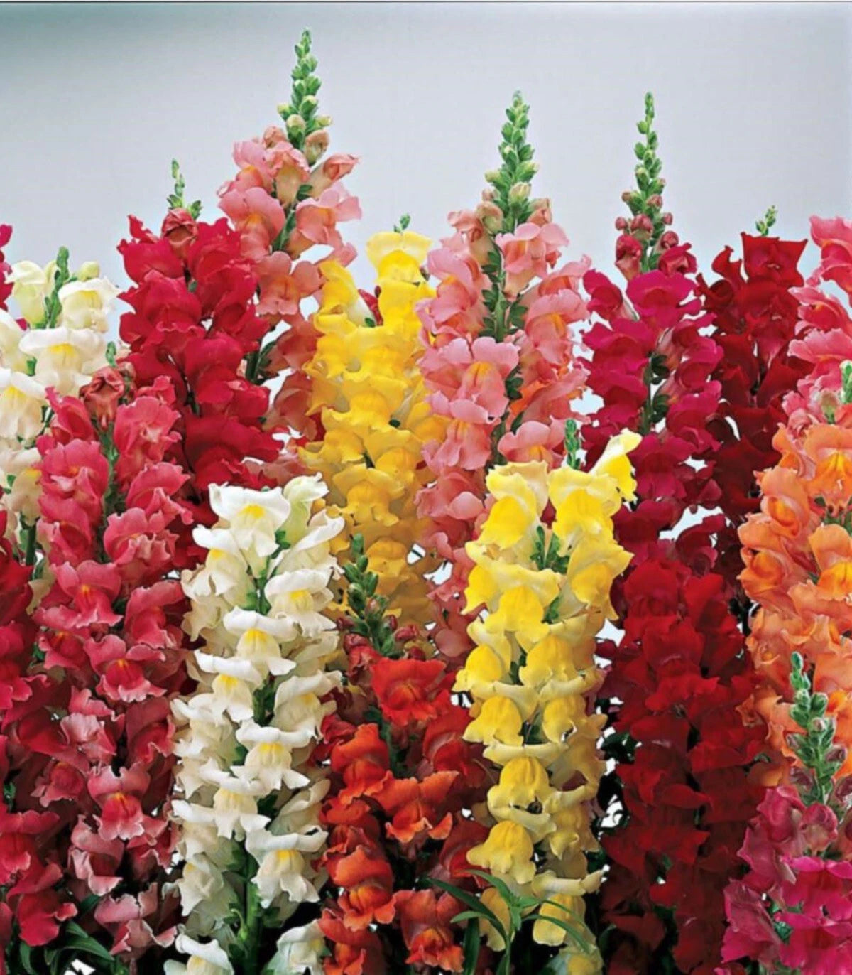 Snapdragon Seeds MAXIMUM Mix 250+ Seeds Bright Colors Antirrhinum maju ...
