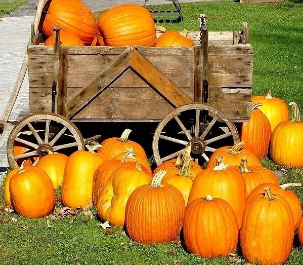 Large Jack O' Lantern Pumpkin Seeds - Heirloom Carving Pumpkins - 25-40 ...