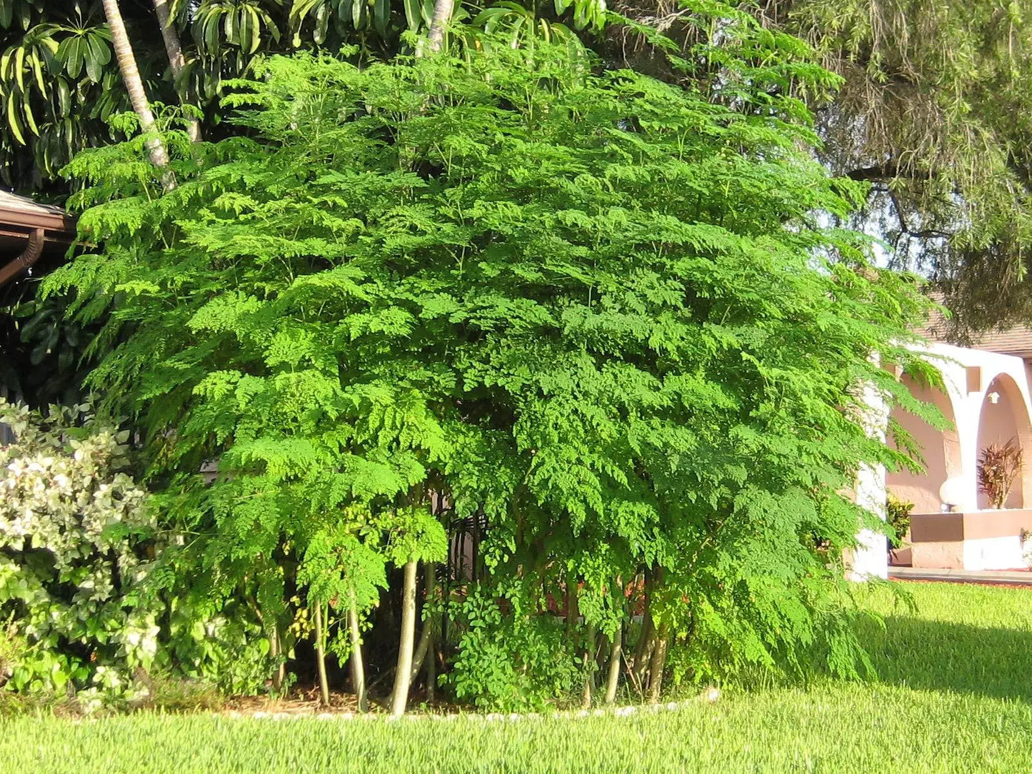 Moringa Tree Seeds - 25+ Seeds - Easy to Grow - The Tree of Life (Mori ...