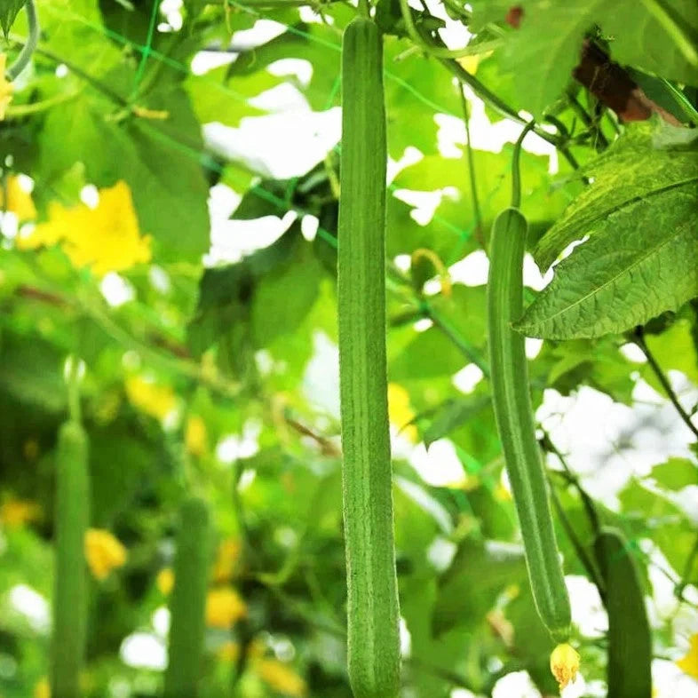 Emerald Smooth Luffa Gourd Seeds - Smooth Long Hybrid Sponge - Ideal ...