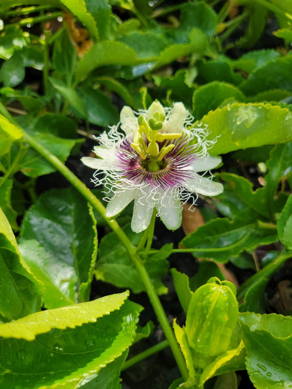 Passion Fruit Plant Cuttings 8-10” Passiflora Edulis Fresh Vines No ...