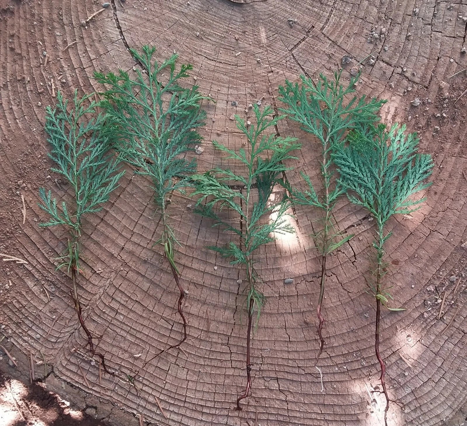Incense Cedar Tree Seedlings - 5 Pack Live Bare Root Plants ...