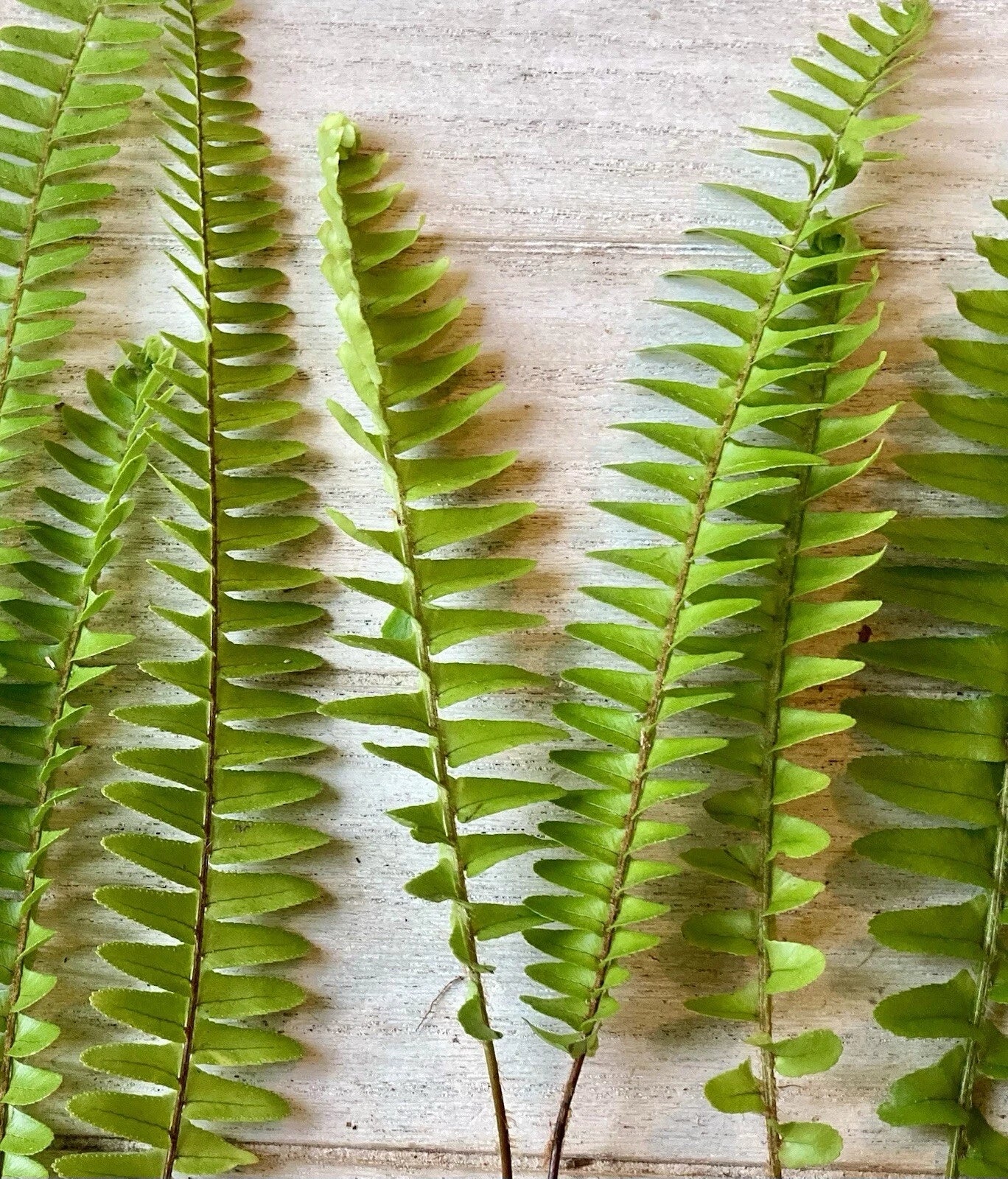 Bare Root Ferns - 25 Count - Hardy Fern Varieties - Ideal for Gardens ...