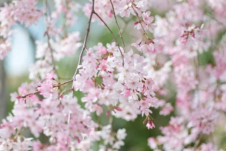 Japanese Flowering Cherry Tree Cuttings - 12 Unrooted Cultivar Cuttings ...