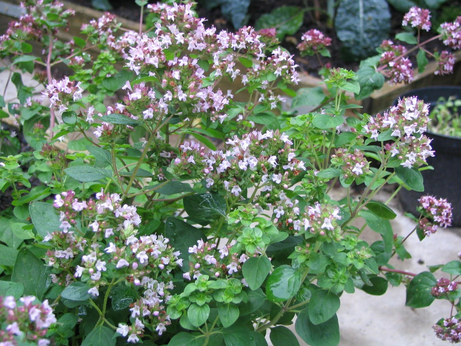 Oregano Greek Seeds 500 Pack - Origanum vulgare var. hirtum - Herb Gar ...