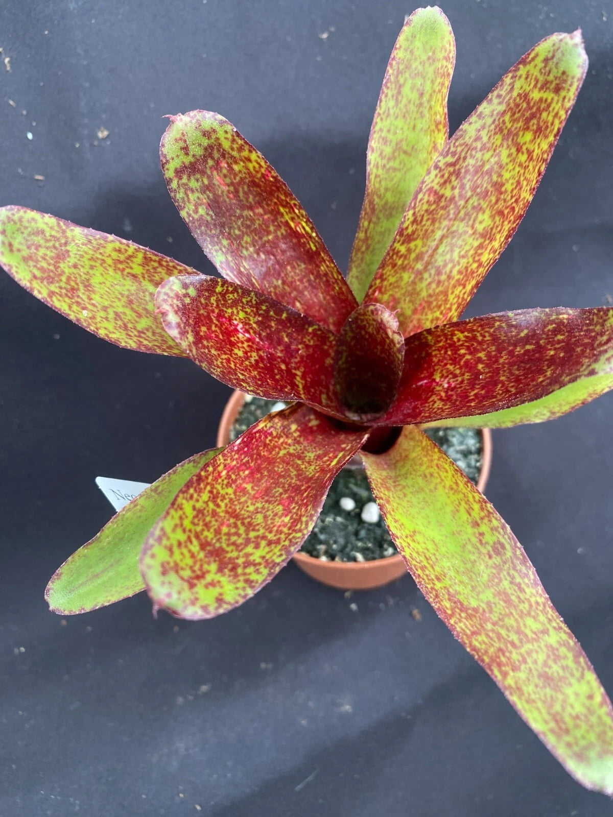 Neoregelia Red Waif Bromeliad - Small Rooted Plant in 3" Pot – Jayme Garden