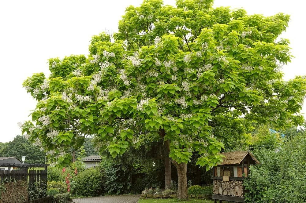 Catalpa Tree Seeds - 50 Pack for Planting - Large Leaves & Beautiful F ...