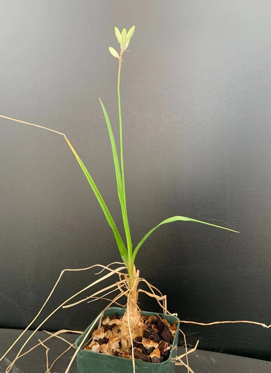 Trachyandra saltii - Rare Succulent Plant - 2.5" Pot - Unique Indoor ...