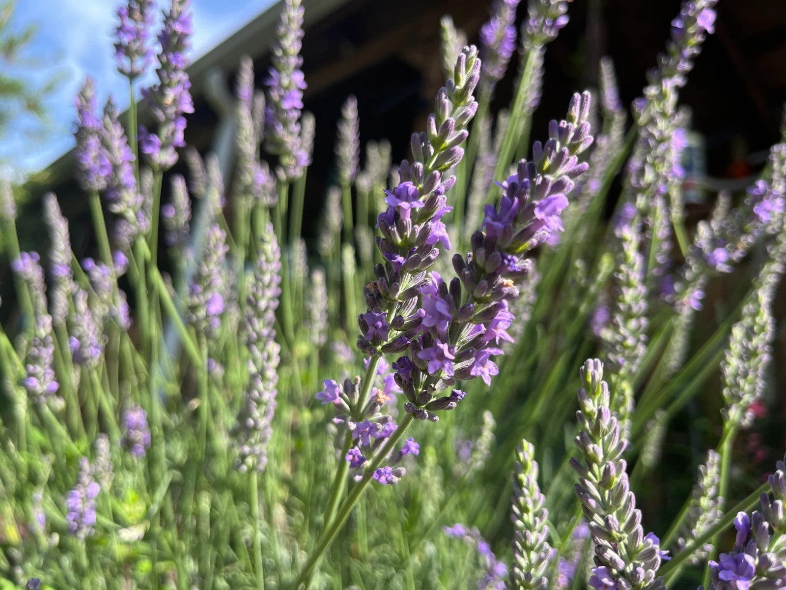 Fragrant Lavender Starter Plant - Sensational Variety for Gardens ...