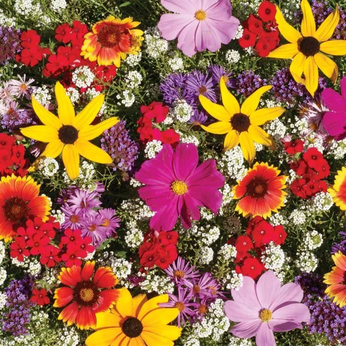Monarch Butterfly Wildflower Mix Seeds - 100+ Colorful Wildflowers wit ...