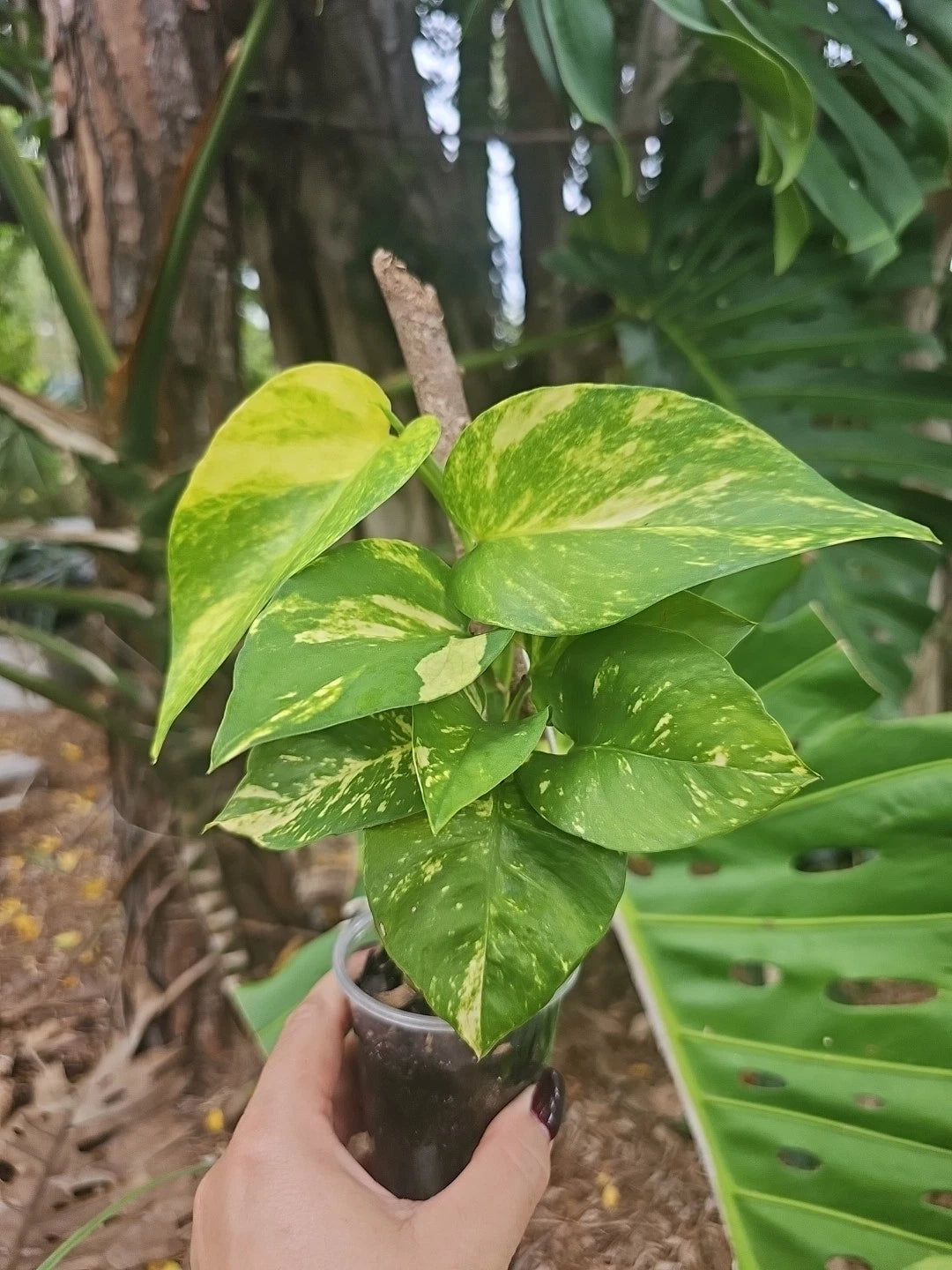 Giant Variegated Golden Pothos Plant - Hawaiian Climbing - Larger Trun ...