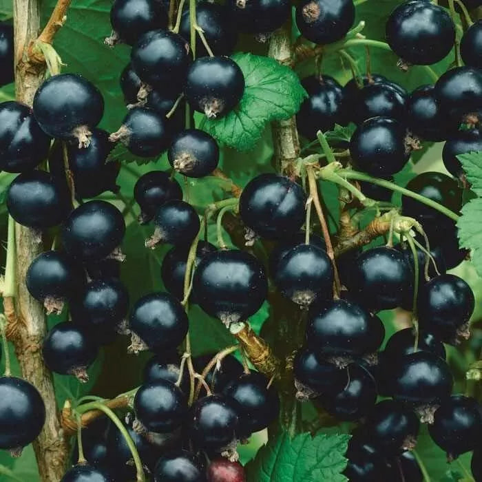 Consort Black Currant Starter Plant, Edible Shrub, Rooted, Cold-Hardy ...