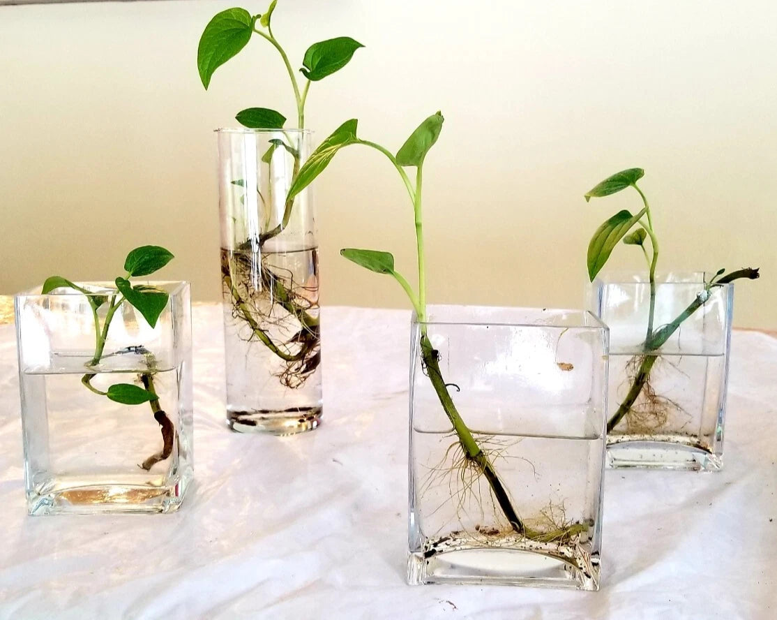 Large Bare Root Chinese Lizard's Tail Plant - Saururus chinesus - Hardy ...