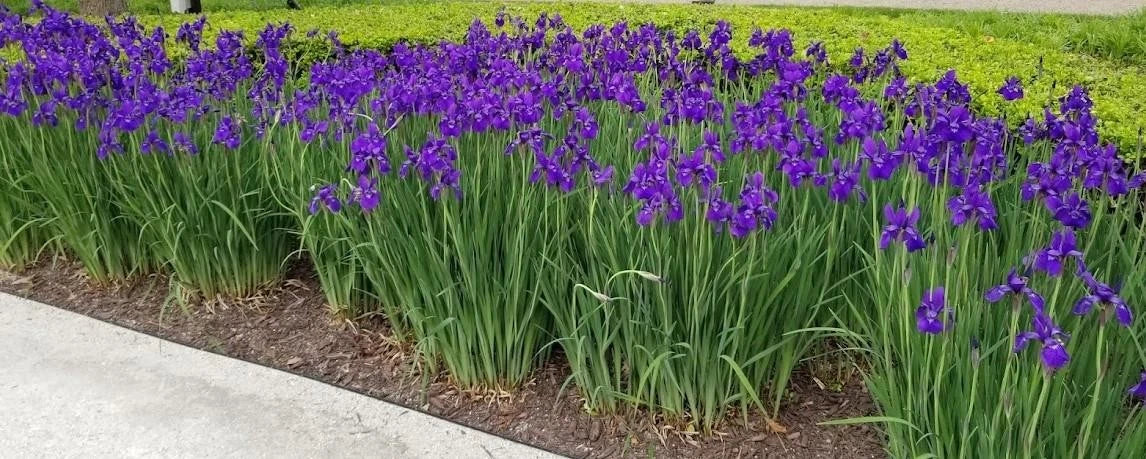 Siberian Iris Plant - Bright Purple - Large Clump 25+ Live Plants ...