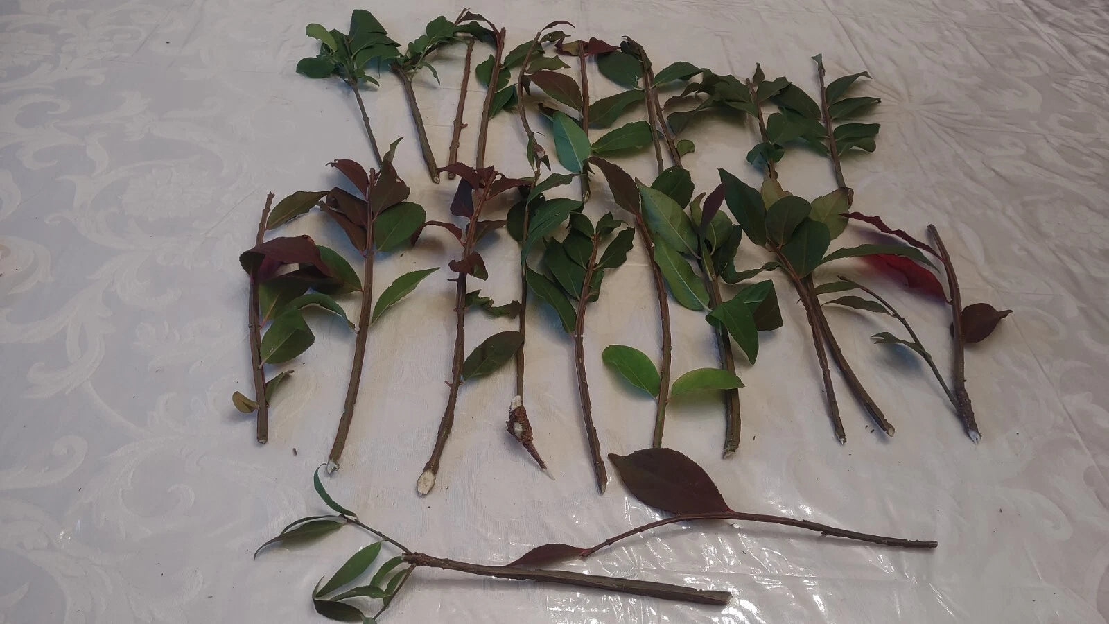 Cherry Laurel Cuttings 5-8" Fresh Unrooted Shrubs Hedges Prunus lauroc ...
