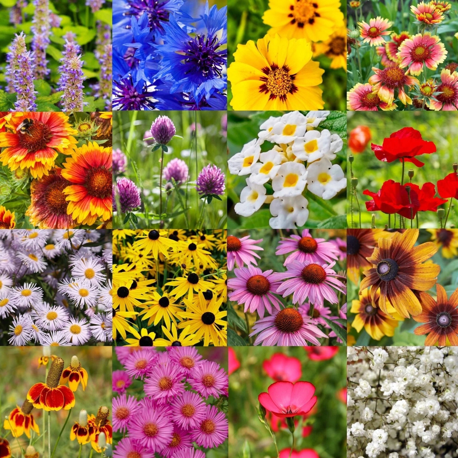 Wildflower Seed Mix 1/2LB Midwestern Regional Colorful Blooms (Bulk ...