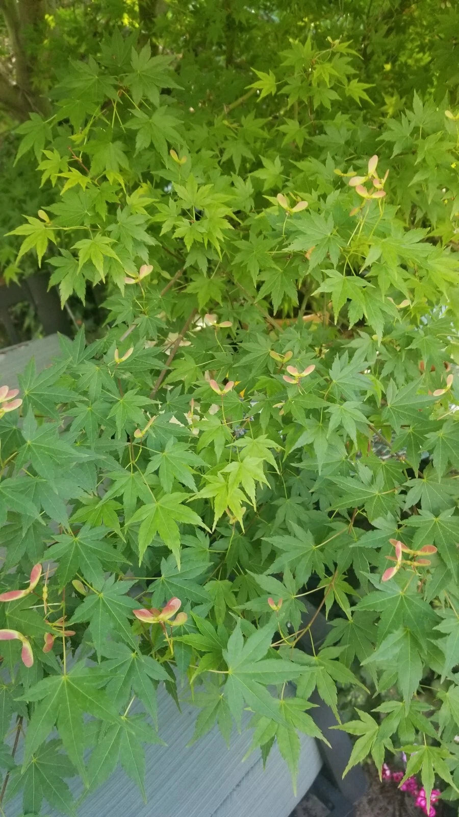 Japanese Green Maple Tree Cuttings (10) No Roots - Acer palmatum - Eas ...