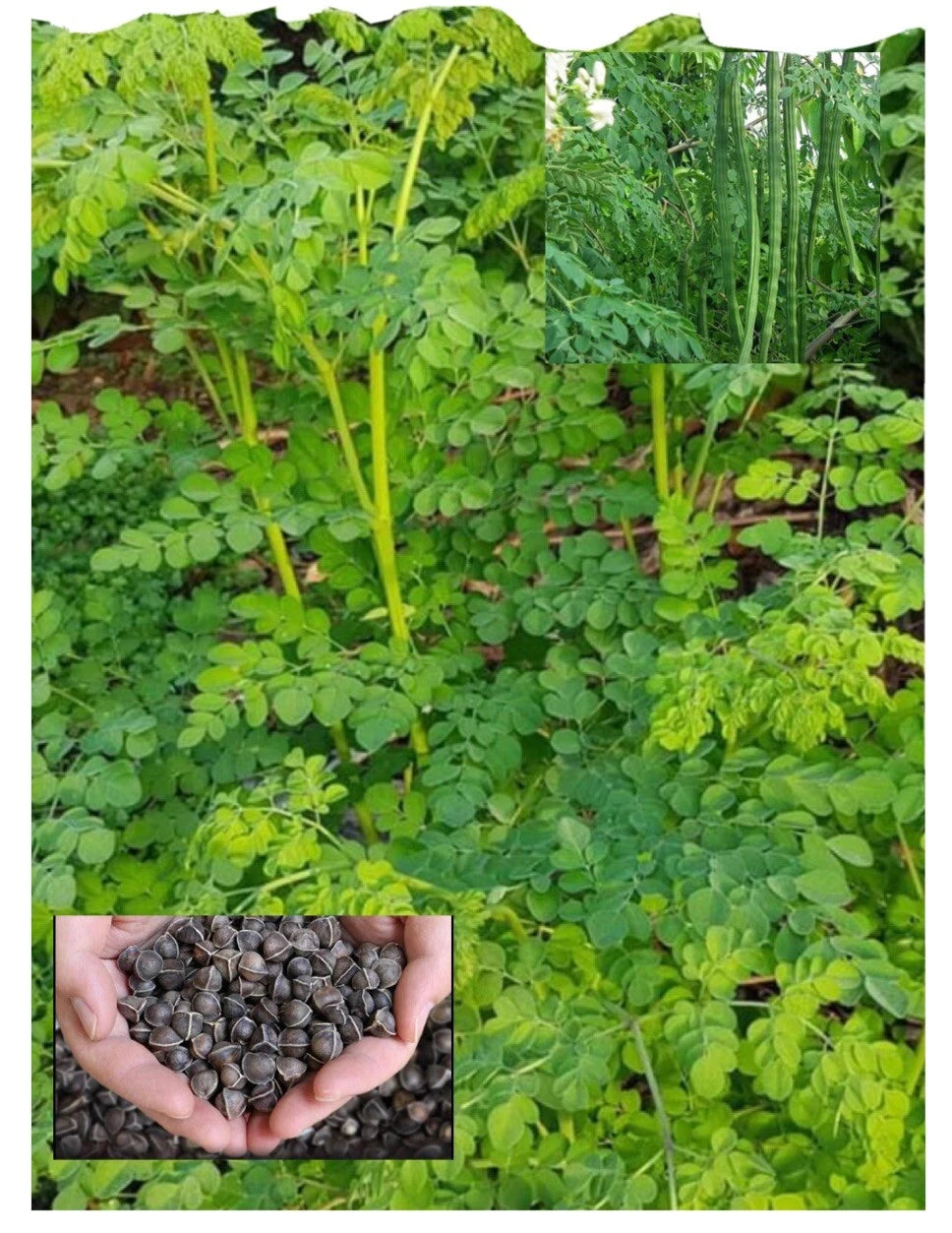 Organic Moringa Seeds - 100+ Count - Malunggay Variety - Moringa ...