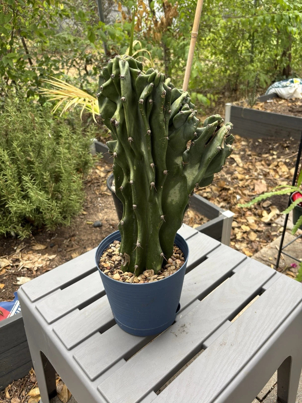 Large Monstrose Peruvian Apple Cactus | Live Cactus Plant | Cereus ...
