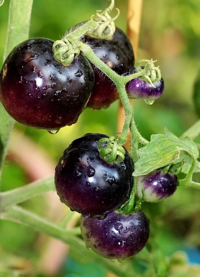 European Black Cherry Tomato Seeds - 10+ Heirloom, Non-GMO, Sweet, Rare ...