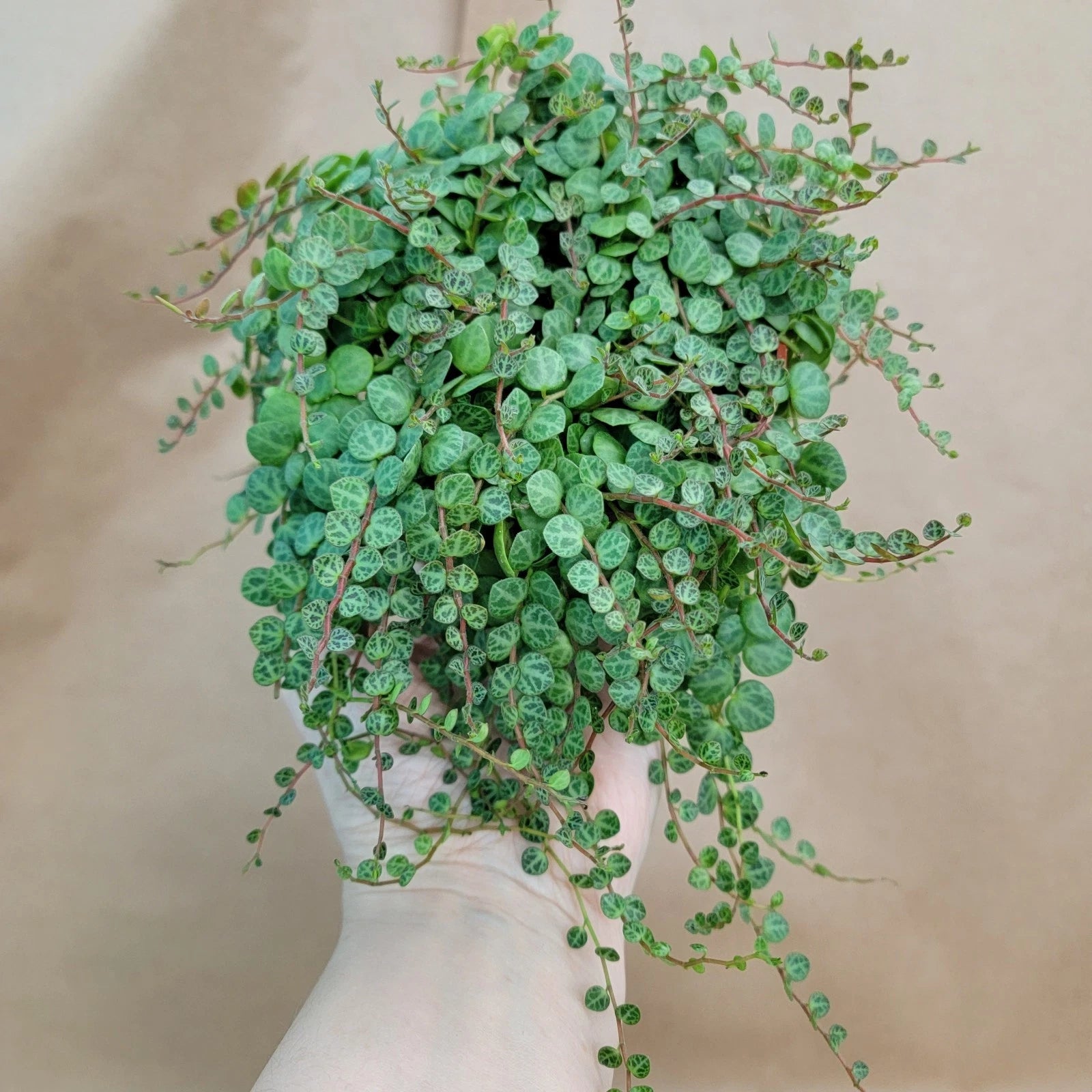 Peperomia Prostrata String of Turtles | 4" Potted Houseplant | Rare ...