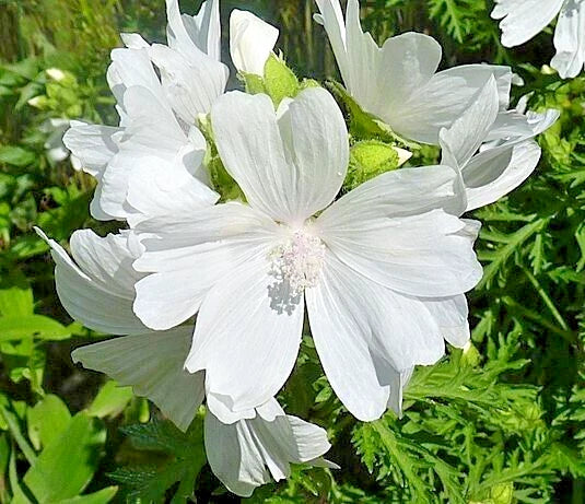 White Musk Mallow Seeds - 102 Count - Malva Moschata Alba - Easy to Gr ...