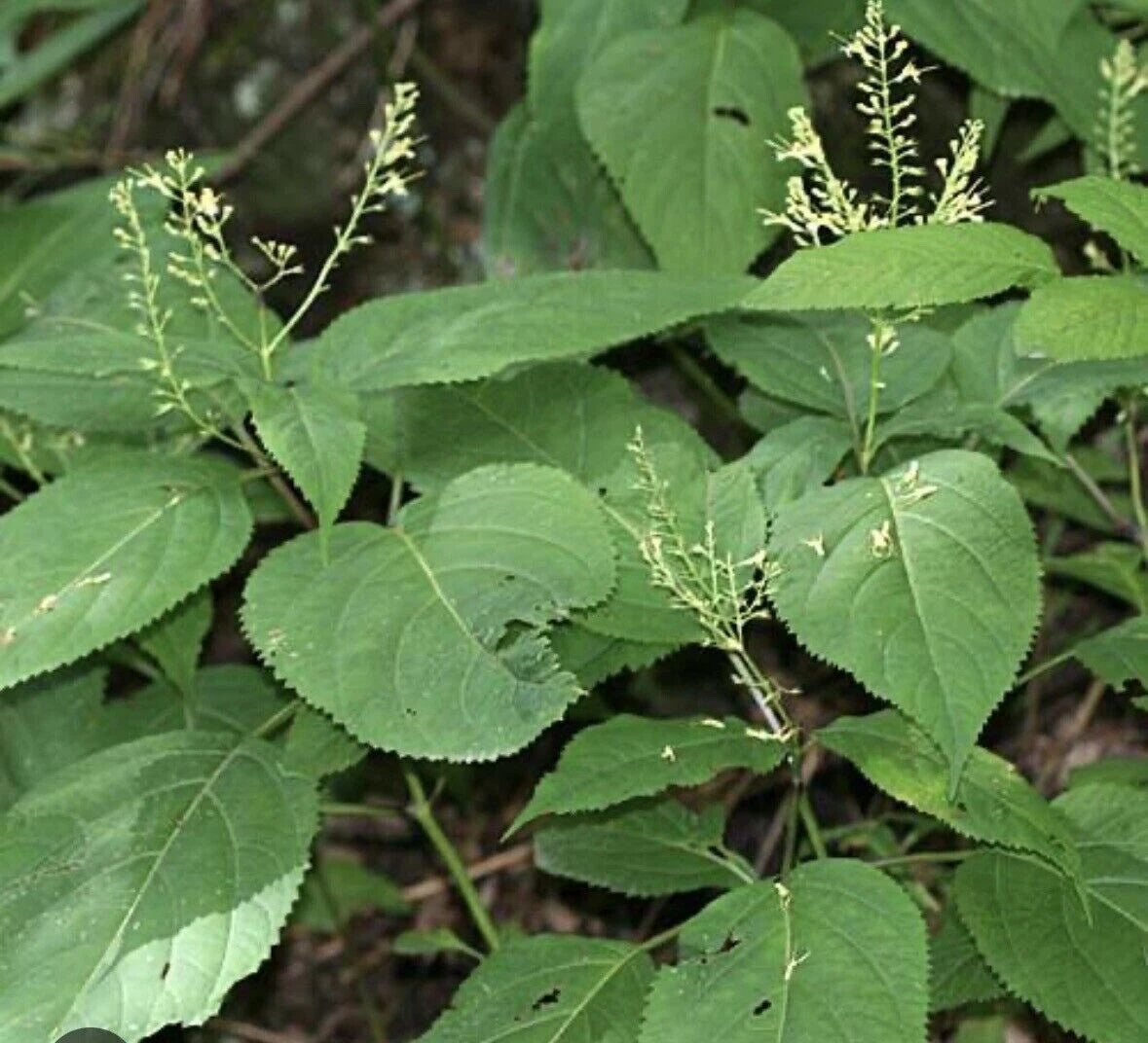 3 Stone Root Plant - Bare Root - Medicinal Wildflower - Collinsonia ca ...