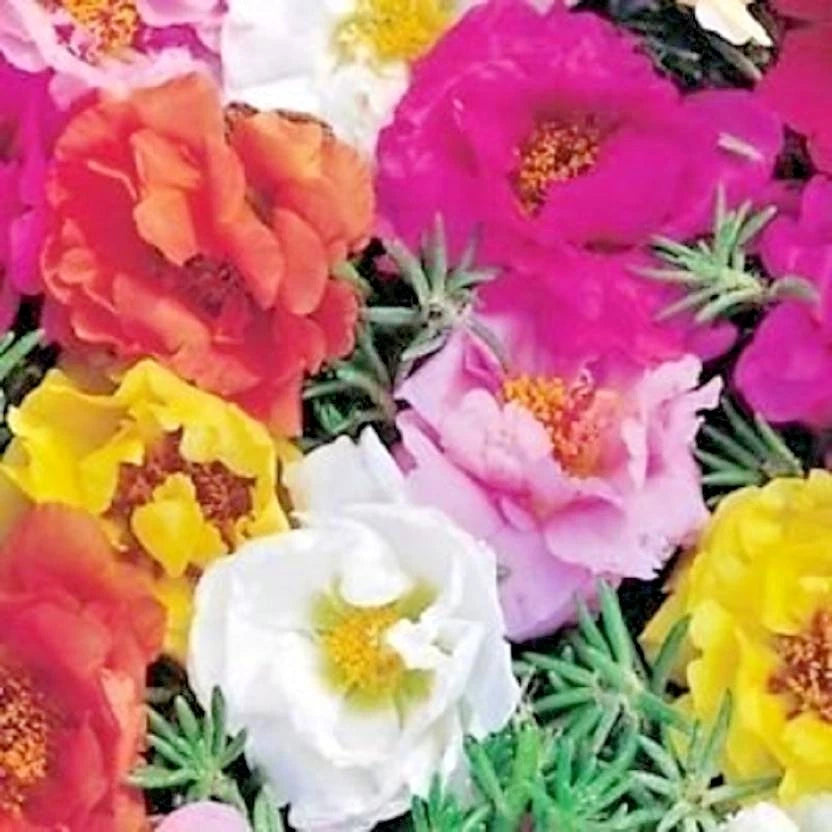 Portulaca Rose Moss MIX Seeds - Easy Flower Garden Seeds for Containers ...