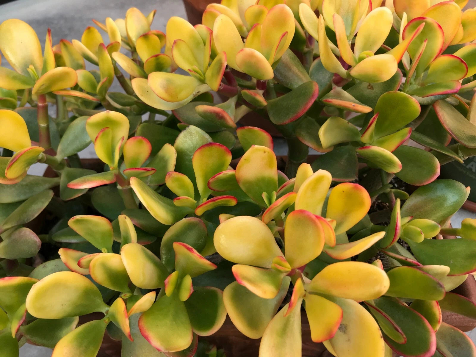 Golden Jade Plant Cuttings 5" Hummels Sunset Crassula Ovata Argentea ...