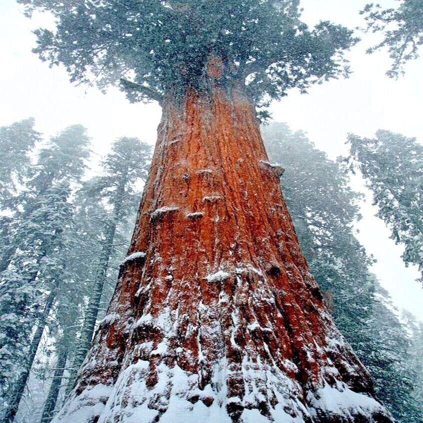California Coast Redwood Seeds - Giant Sequoia Bonsai - Sequoiadendron ...
