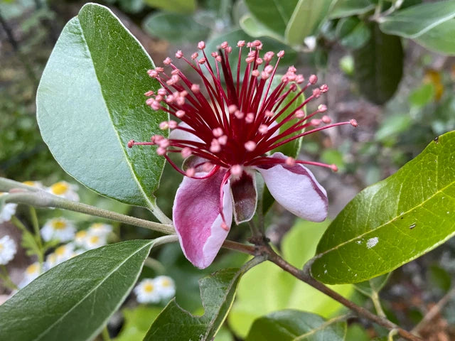 Pineapple Guava Tree Cuttings 4-Pack Self Fertile Cold Hardy Edible Fe ...