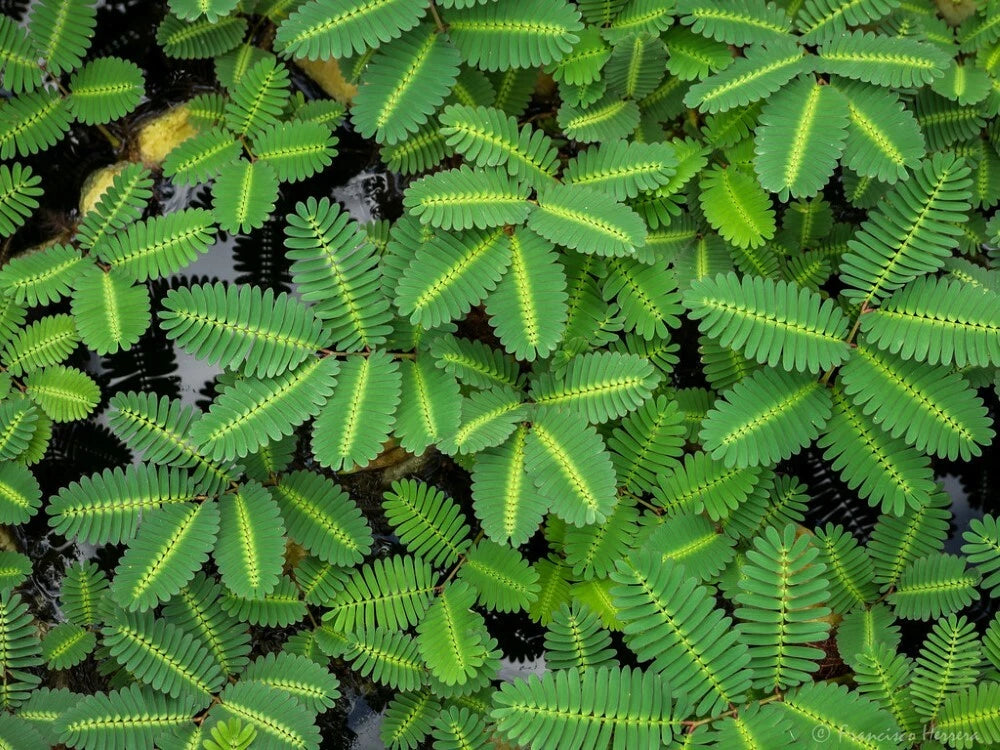 Water Mimosa Plant - Aquatic Tropical Marginal Surface Plant - Neptunia ...