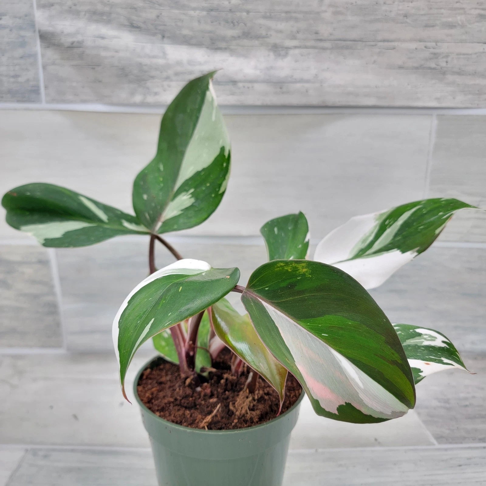 Philodendron White Knight Plant – 4” Pot – Rare Variegated Aroid ...