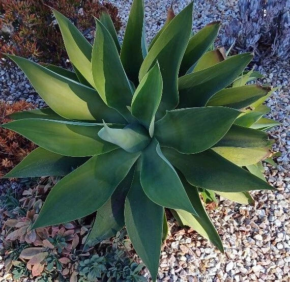 Large Cactus Cutting - #50 - Perfect for Propagation - Ideal for ...