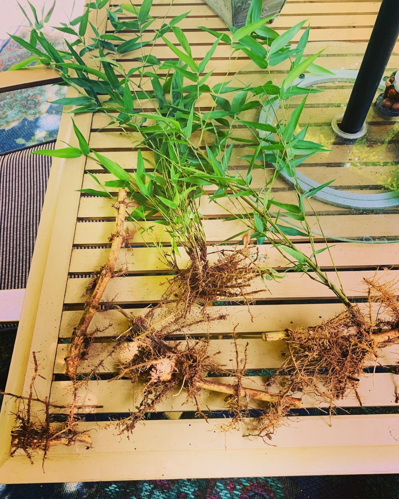Live Bamboo Rhizome Roots - Phyllostachys Aurea - Fast-Growing ...