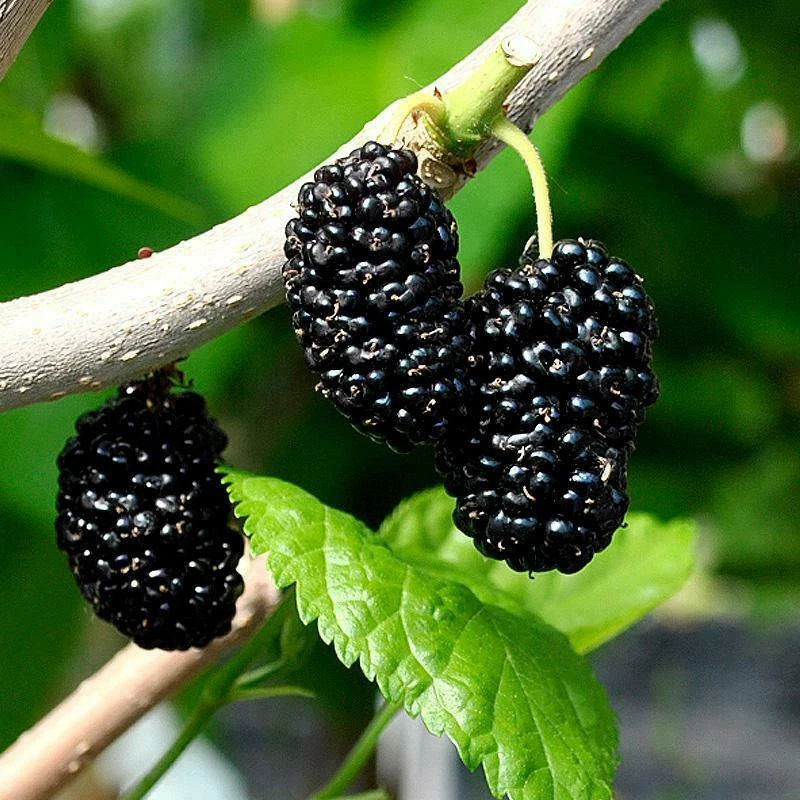 Organic Black Mulberry Cuttings - 7 + 3 Bundle, Morus nigra, 100% ...