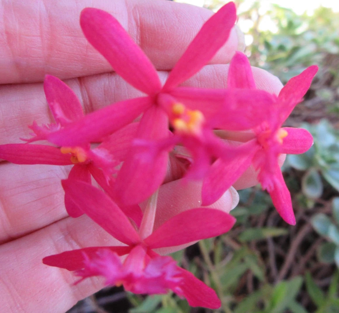 Epidendrum Orchid Cutting - 8" Magenta with Yellow Center - Tropical ...