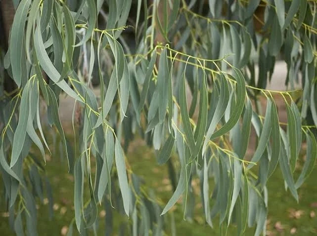 Eucalyptus Seeds - 50 Spinning Gum Tree Seeds - Perennial Flowers ...